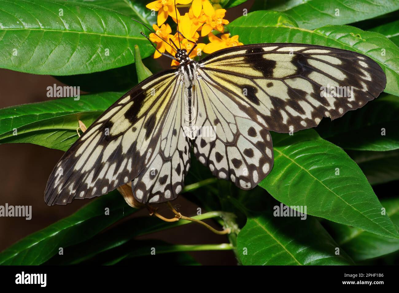Danaid eggfly butterfly hi-res stock photography and images - Alamy
