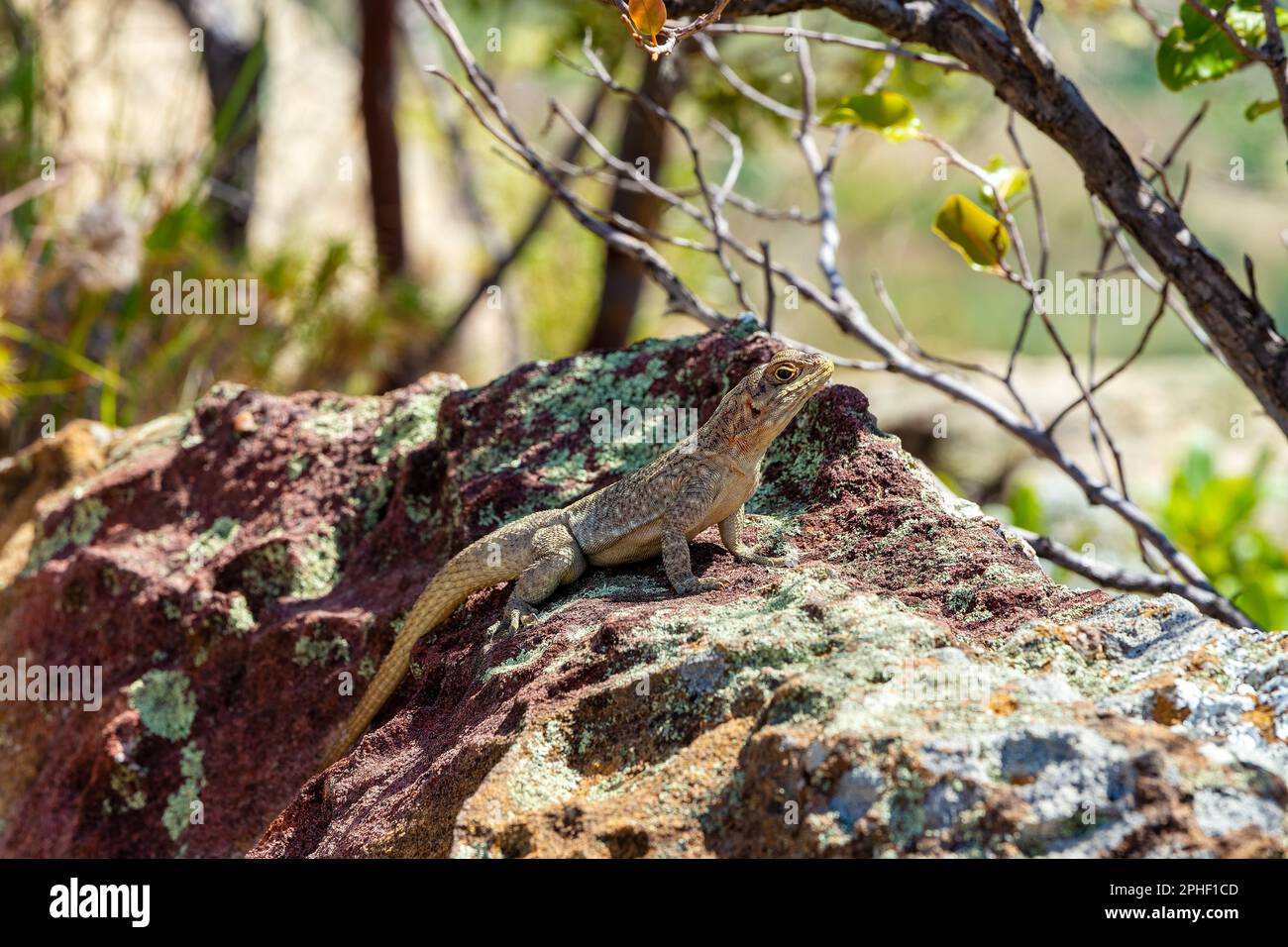 Oplurus quadrimaculatus, the Dumeril's Madagascar Swift or Madagascar ...