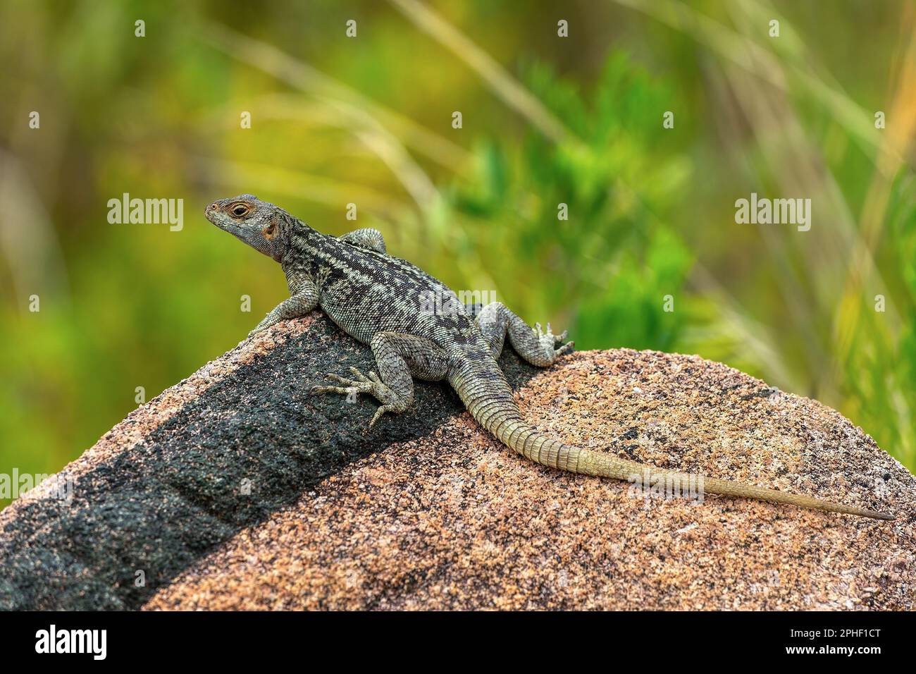 Oplurus quadrimaculatus, the Dumeril's Madagascar Swift or Madagascar ...