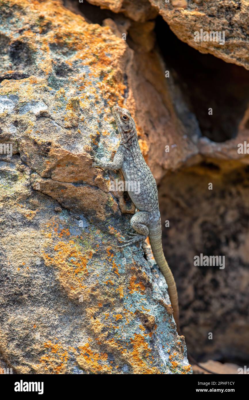 Oplurus quadrimaculatus, the Dumeril's Madagascar Swift or Madagascar ...