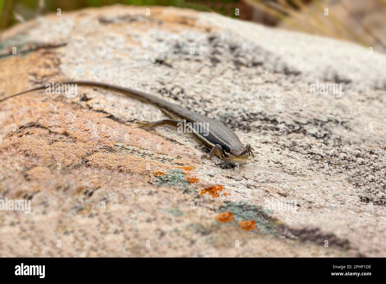 Trachylepis gravenhorstii, also known commonly as Gravenhorst's mabuya ...
