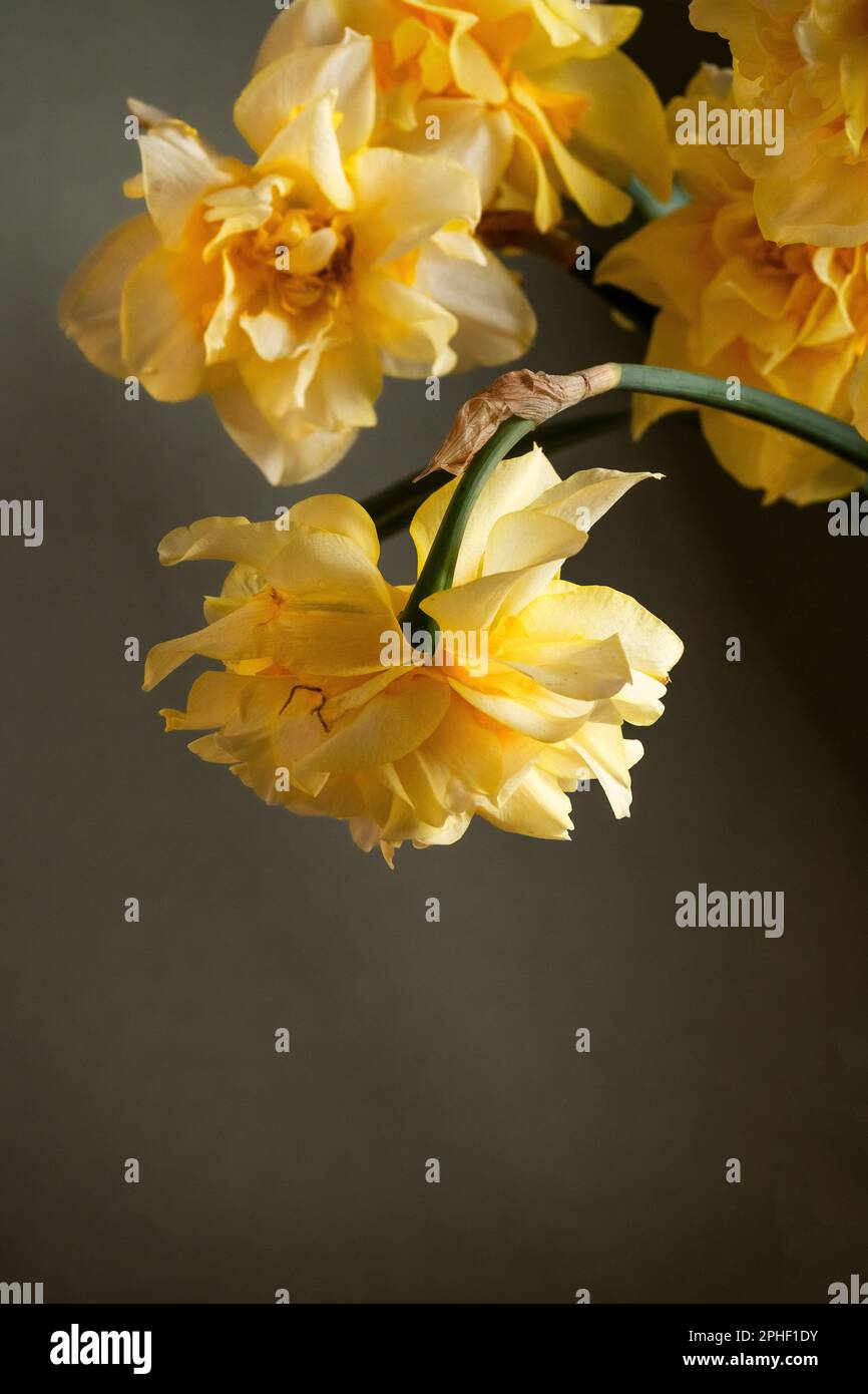 Close up view of bloomed daffodils, vintage still life, art interior ...