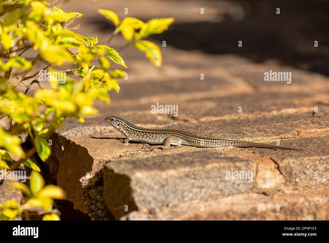 Zonosaurus ornatus, the ornate girdled lizard, endemic species of ...