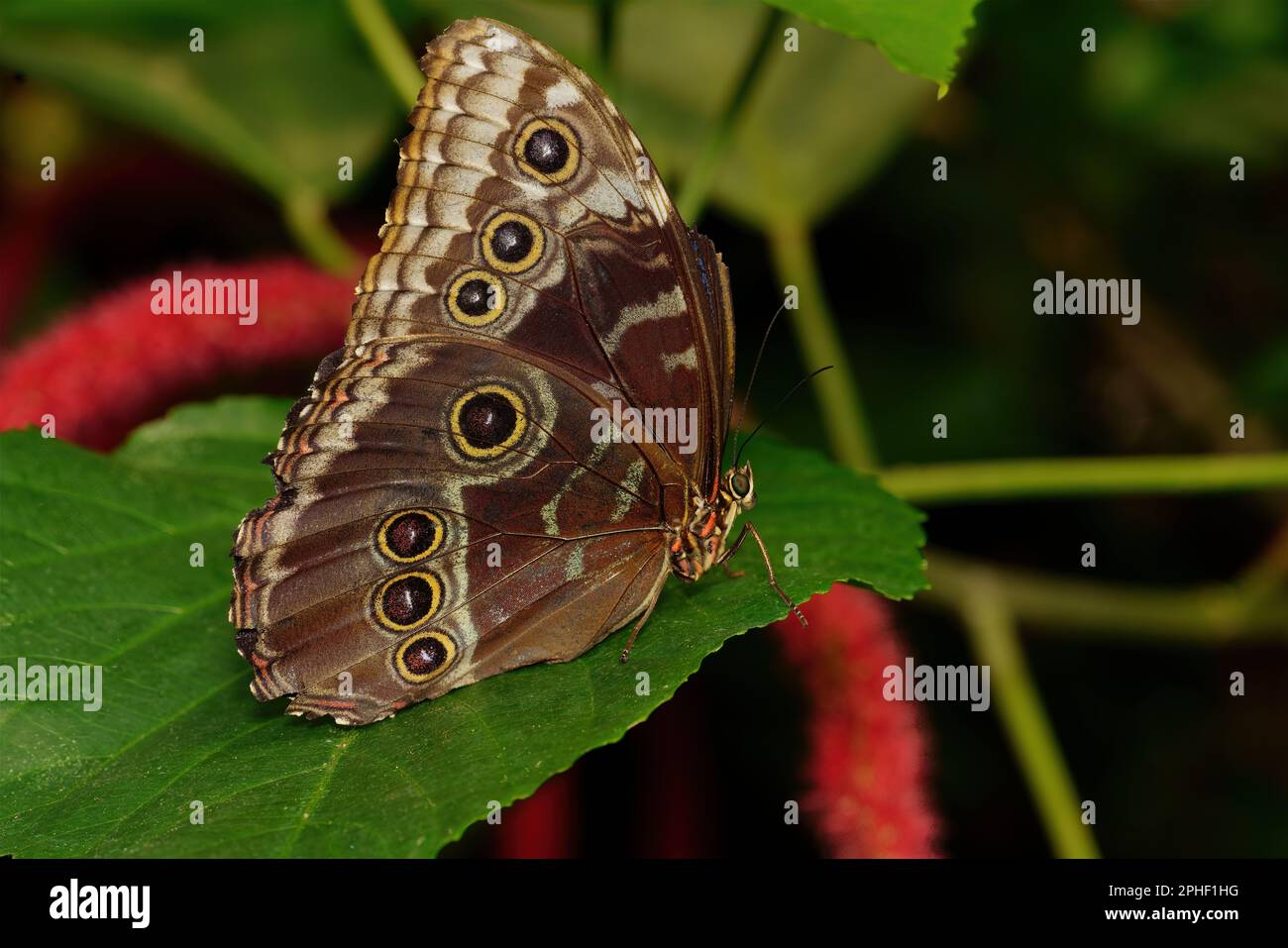 Butterfly Great Jay Stock Photo - Alamy