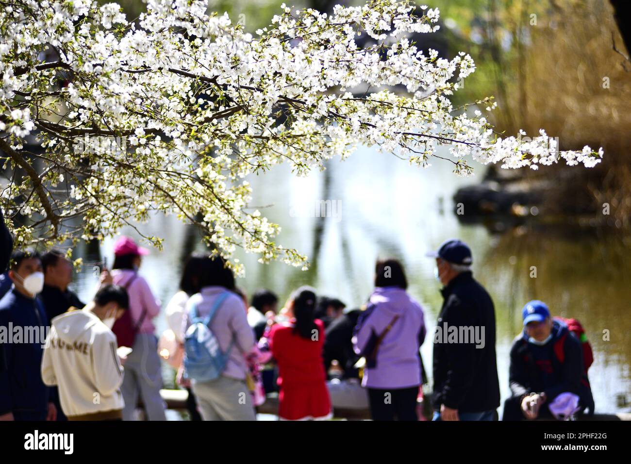 Tourists admire cherry blossoms in Yuyuantan Park in Beijing, China ...