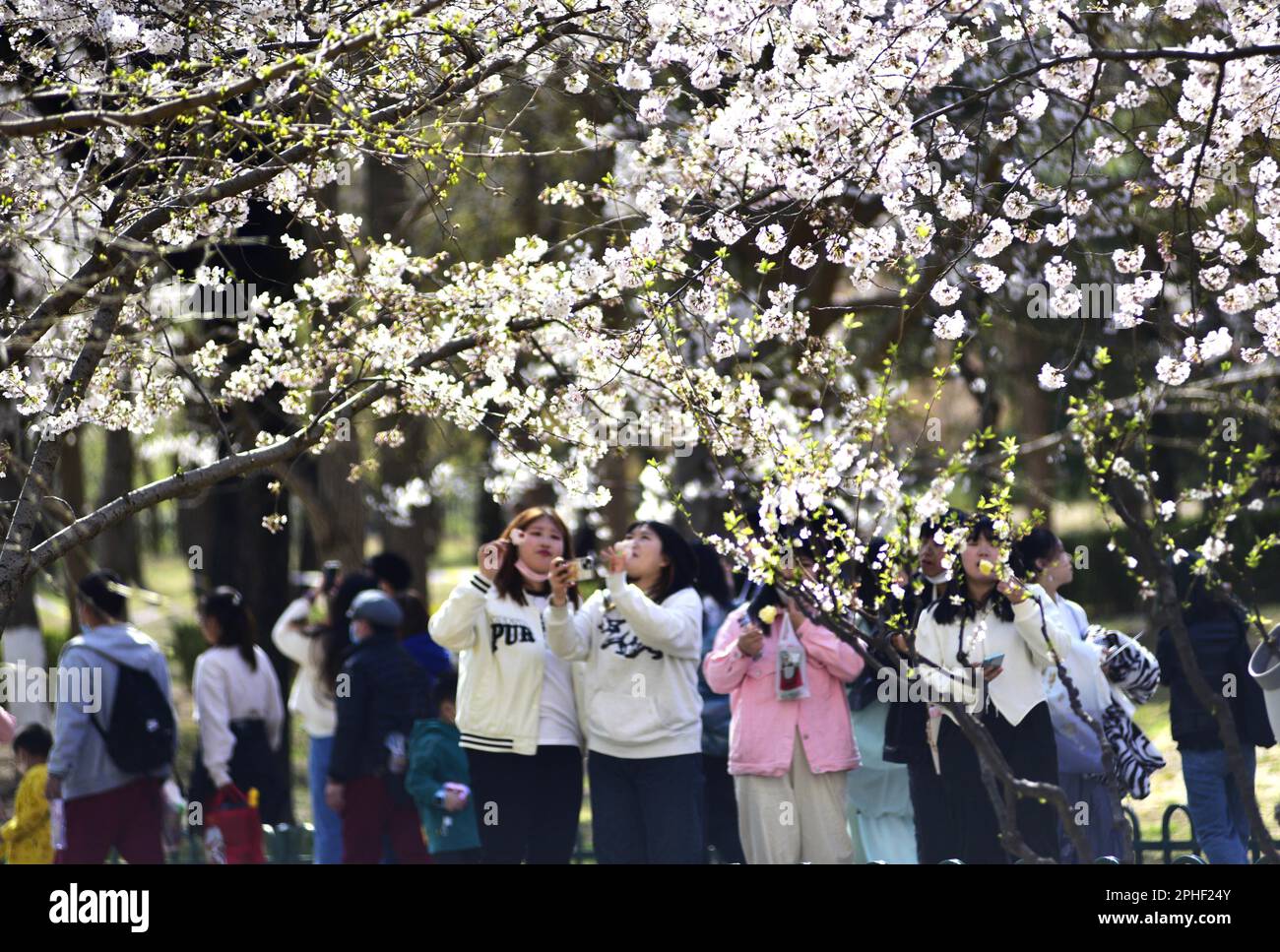 Tourists admire cherry blossoms in Yuyuantan Park in Beijing, China ...