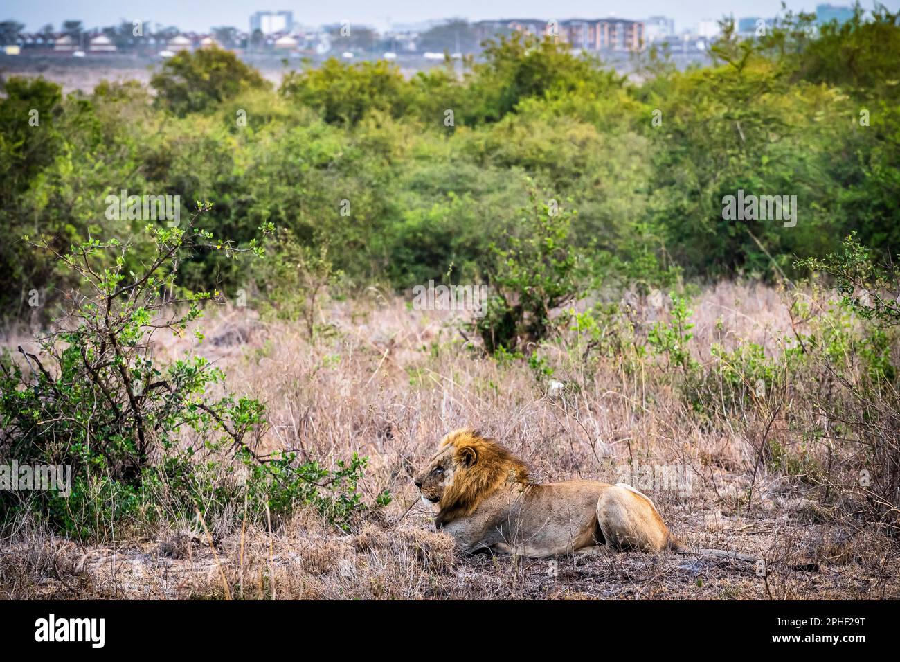 Existing species hi-res stock photography and images - Alamy