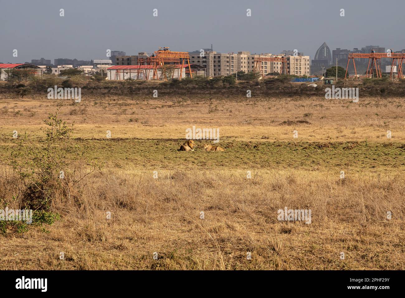 Existing species hi-res stock photography and images - Alamy