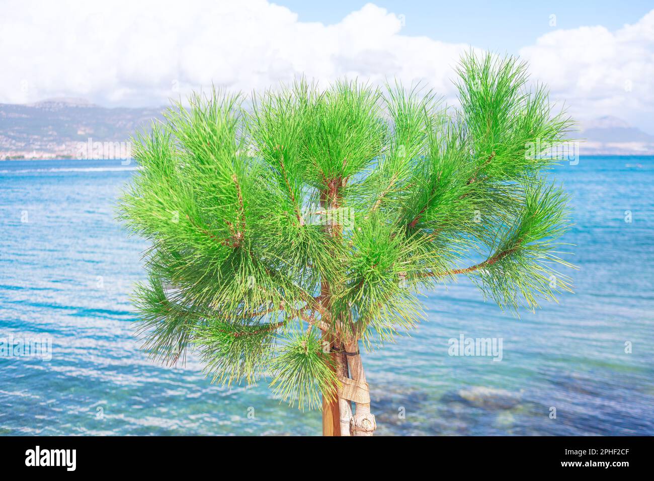 Green tree at seaside . Coniferous tree growing on the sea shore Stock ...