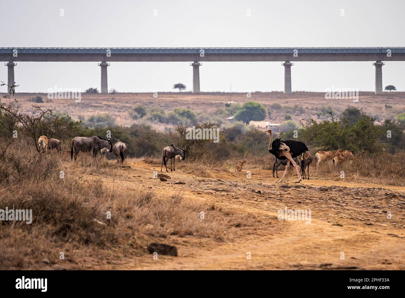 Animals seen in front of the railway line that cross Nairobi National ...