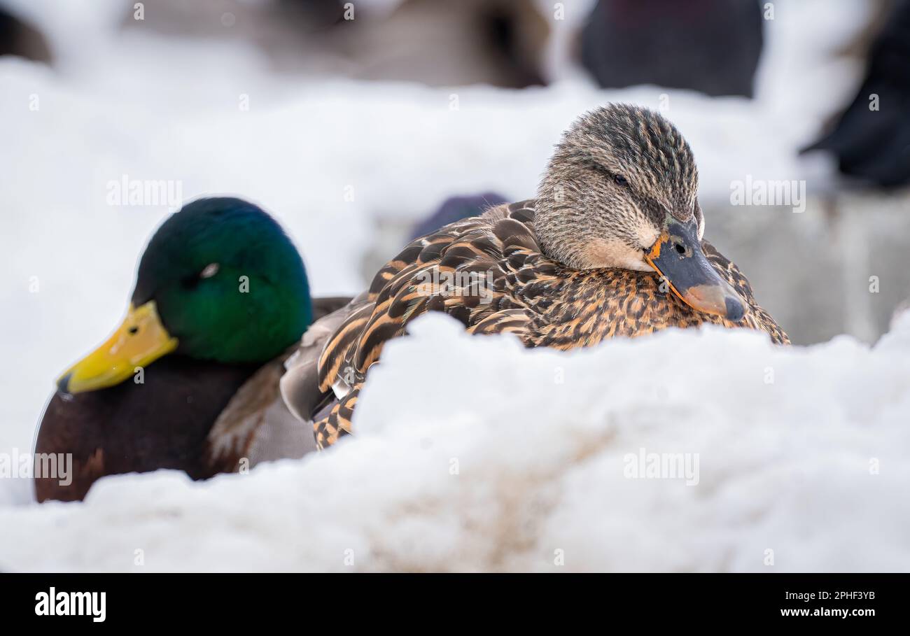 Female mallard duck (Anas platyrhynchos) resting on the snow in front ...