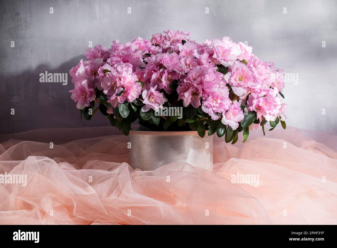 Smooth azalea hi-res stock photography and images - Alamy