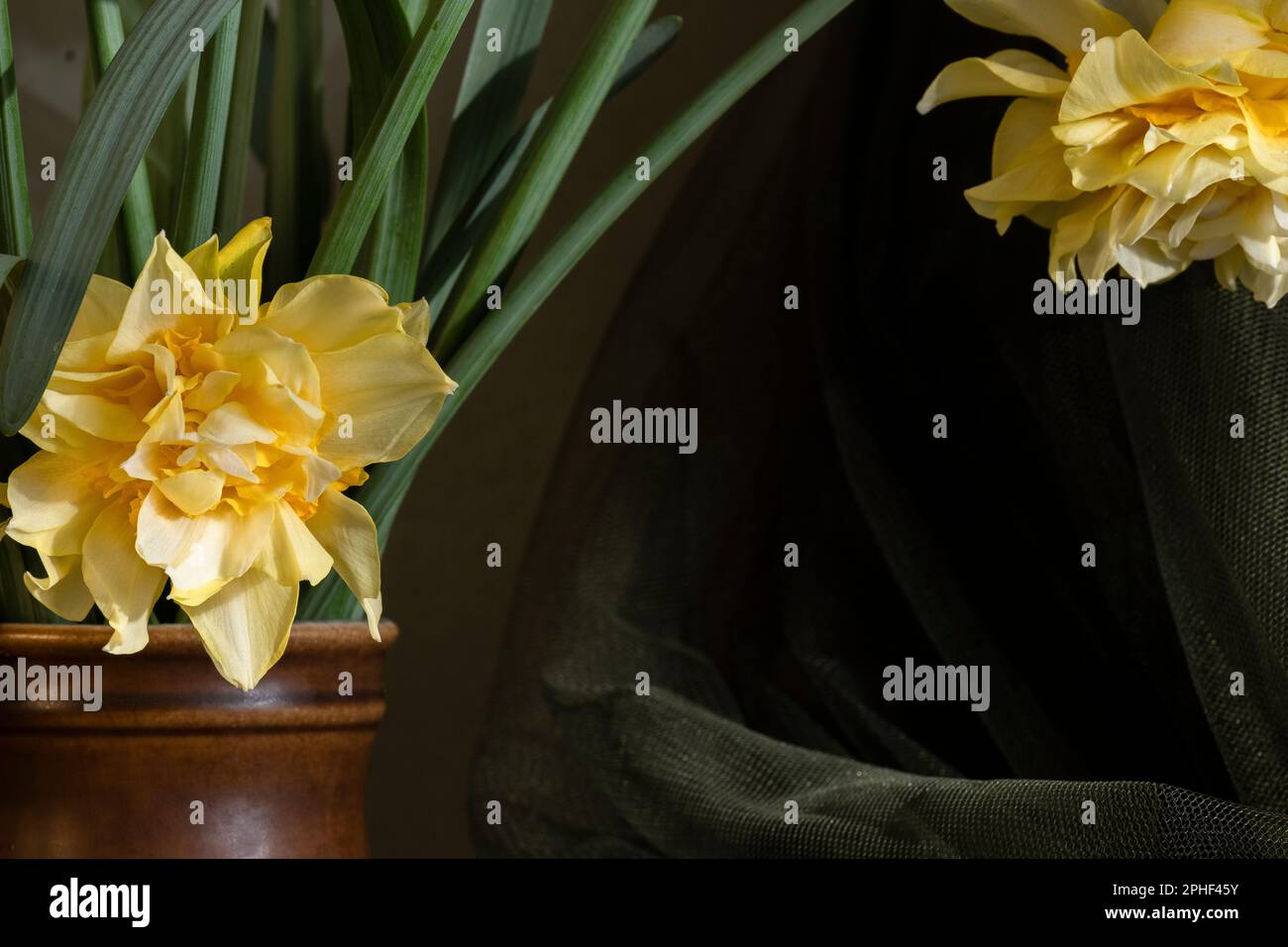 Blooming daffodils in the iron bucket, vintage still life Stock Photo ...