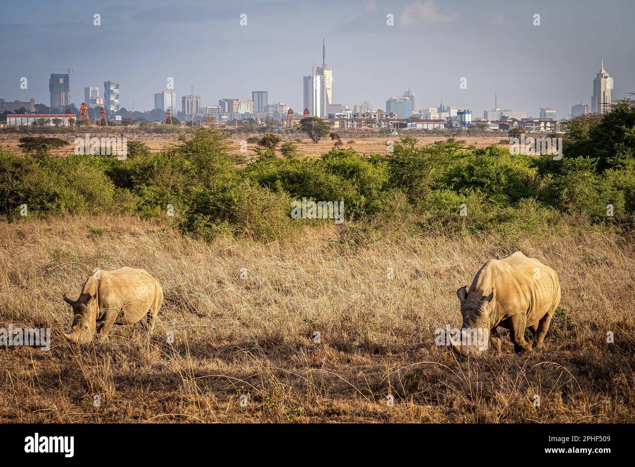 February 2, 2023, Nairobi, Kenya: Rhinos seen inside Nairobi National ...
