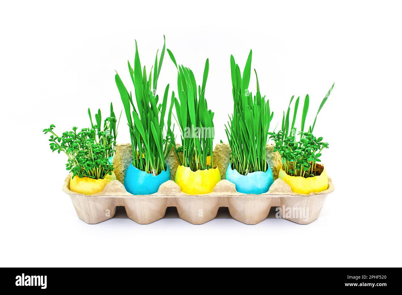 Easter. Young green sprouts of wheat and watercress in yellow and blue ...