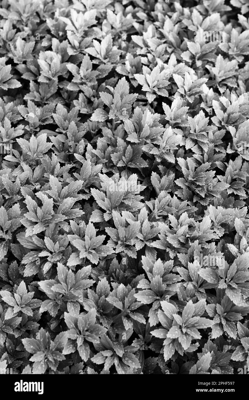 Leafy bush growing in the fields in a black and white monochrome Stock ...