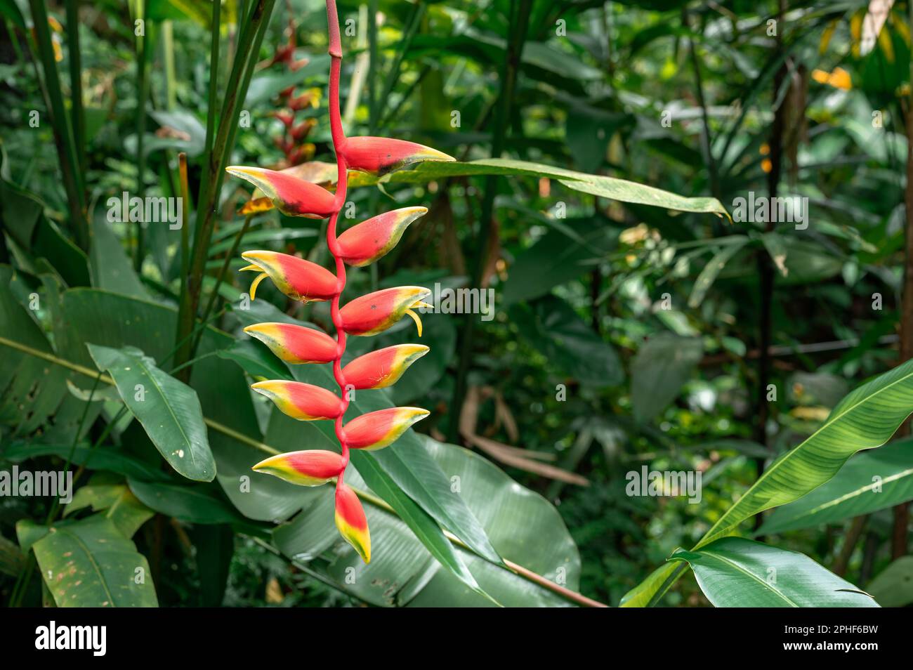 vibrant Heliconia Rostrata flower, unique shape and vivid colors in ...