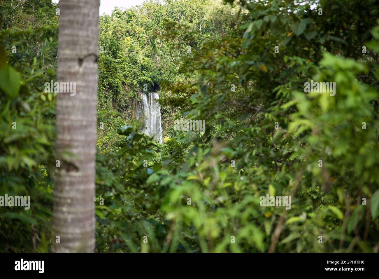A dense, lush green rainforest in Bohol in the Philippines, with ...