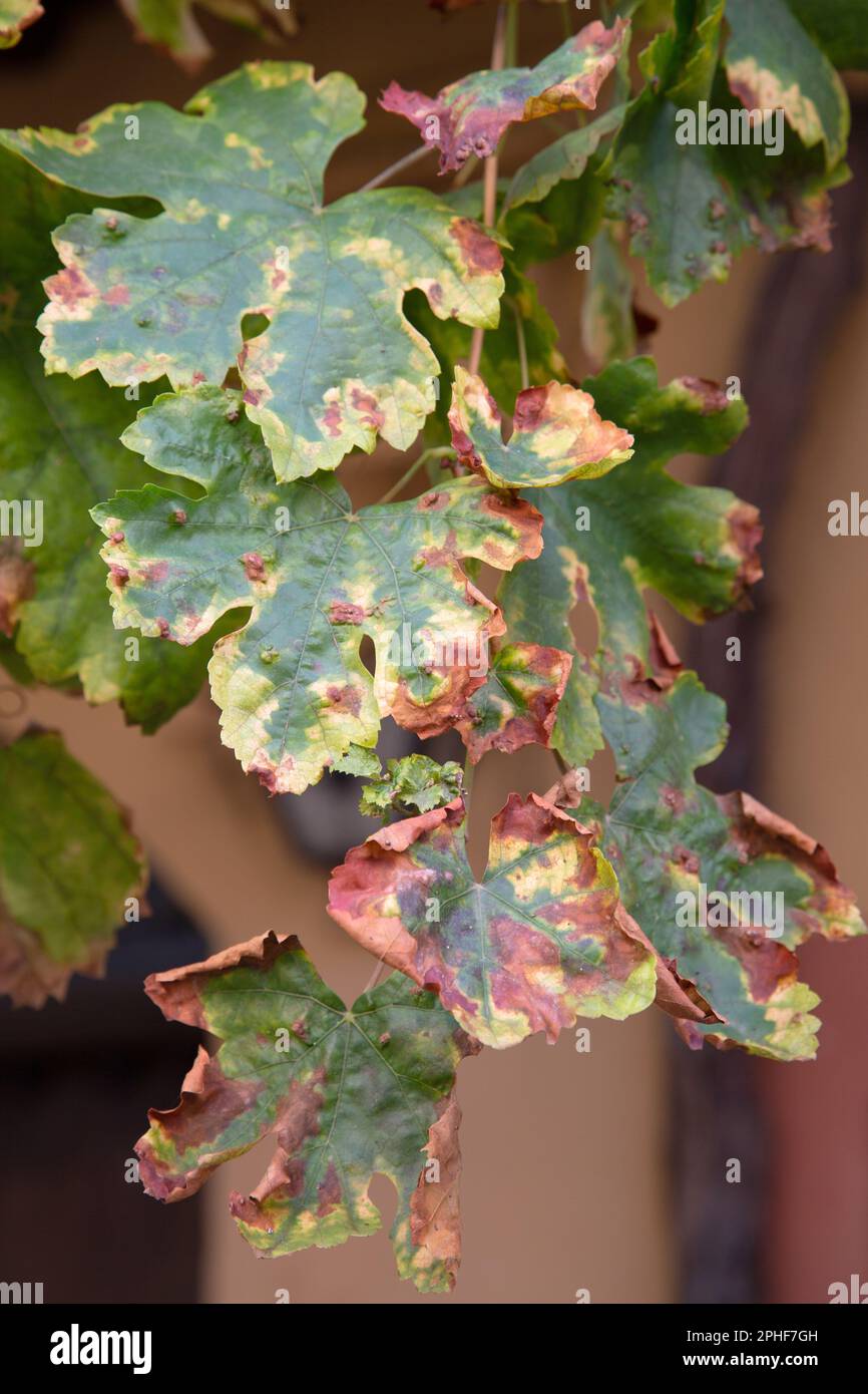 Vine Leaves on Building Facade Stock Photo - Alamy