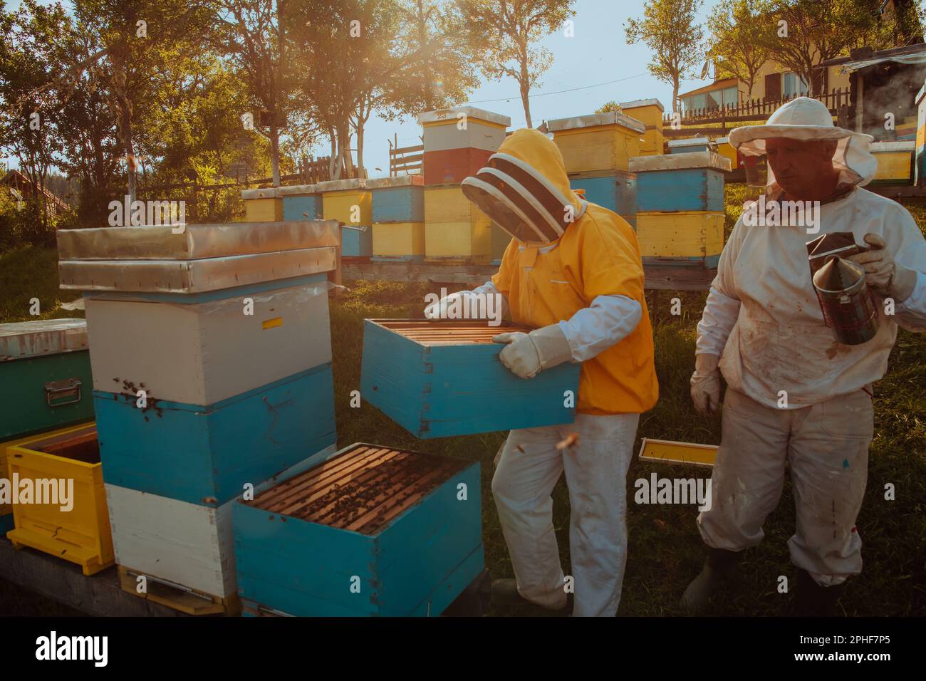 Beekeepers checking honey on the beehive frame in the field. Small ...