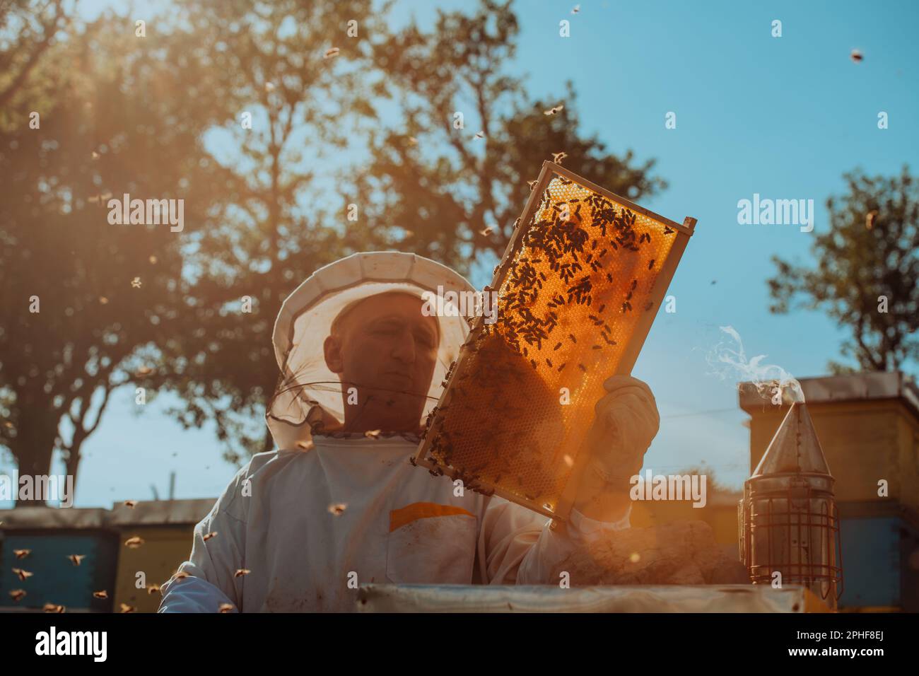 Beekeeper checking honey on the beehive frame in the field. Small ...
