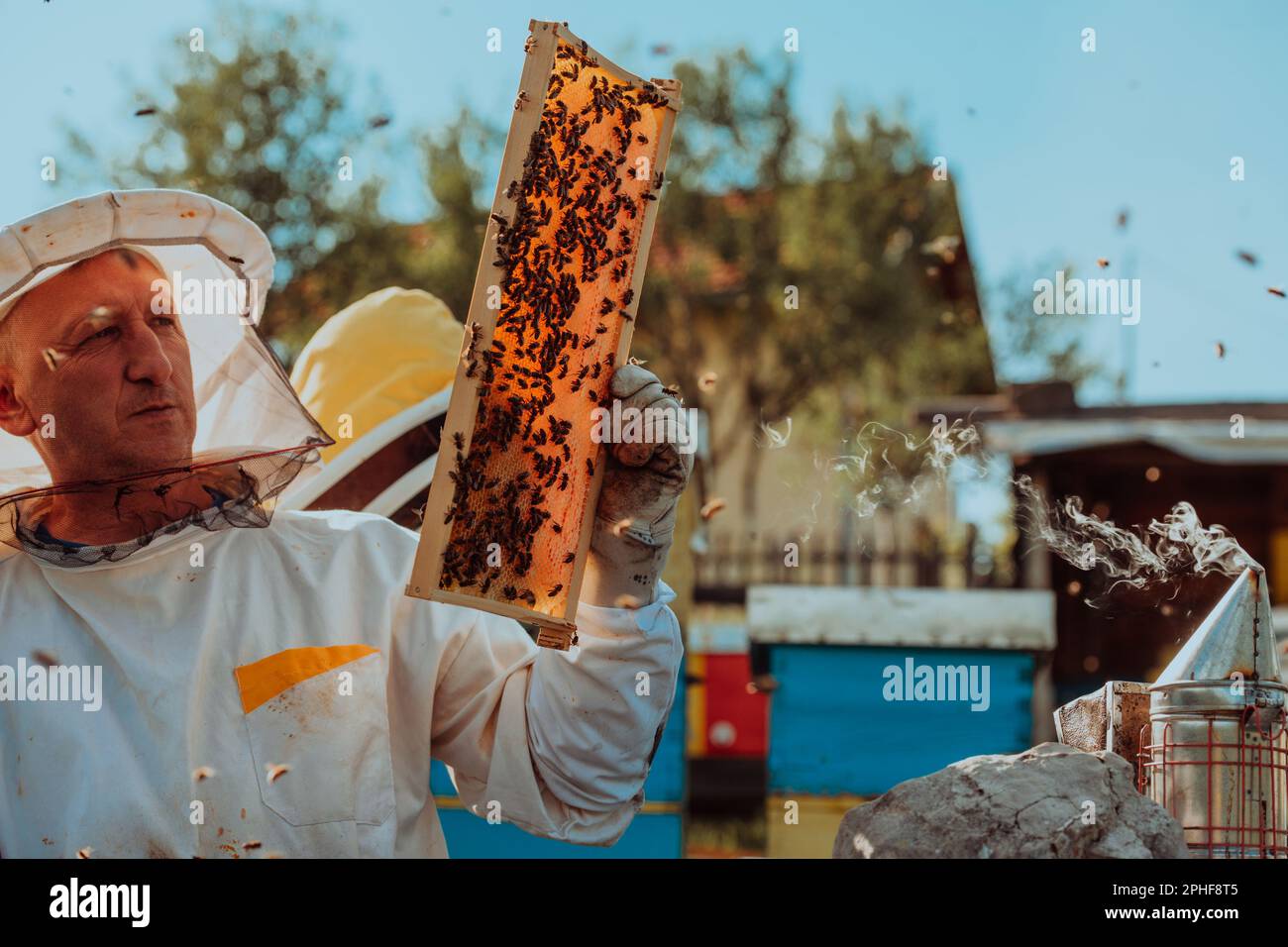 Beekeeper checking honey on the beehive frame in the field. Small ...