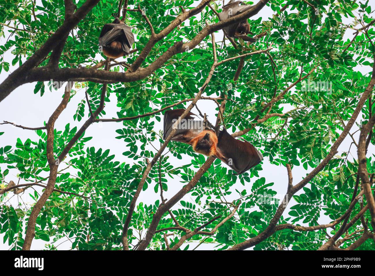 A few bats suspended upside down from a tree branch, hanging in a ...