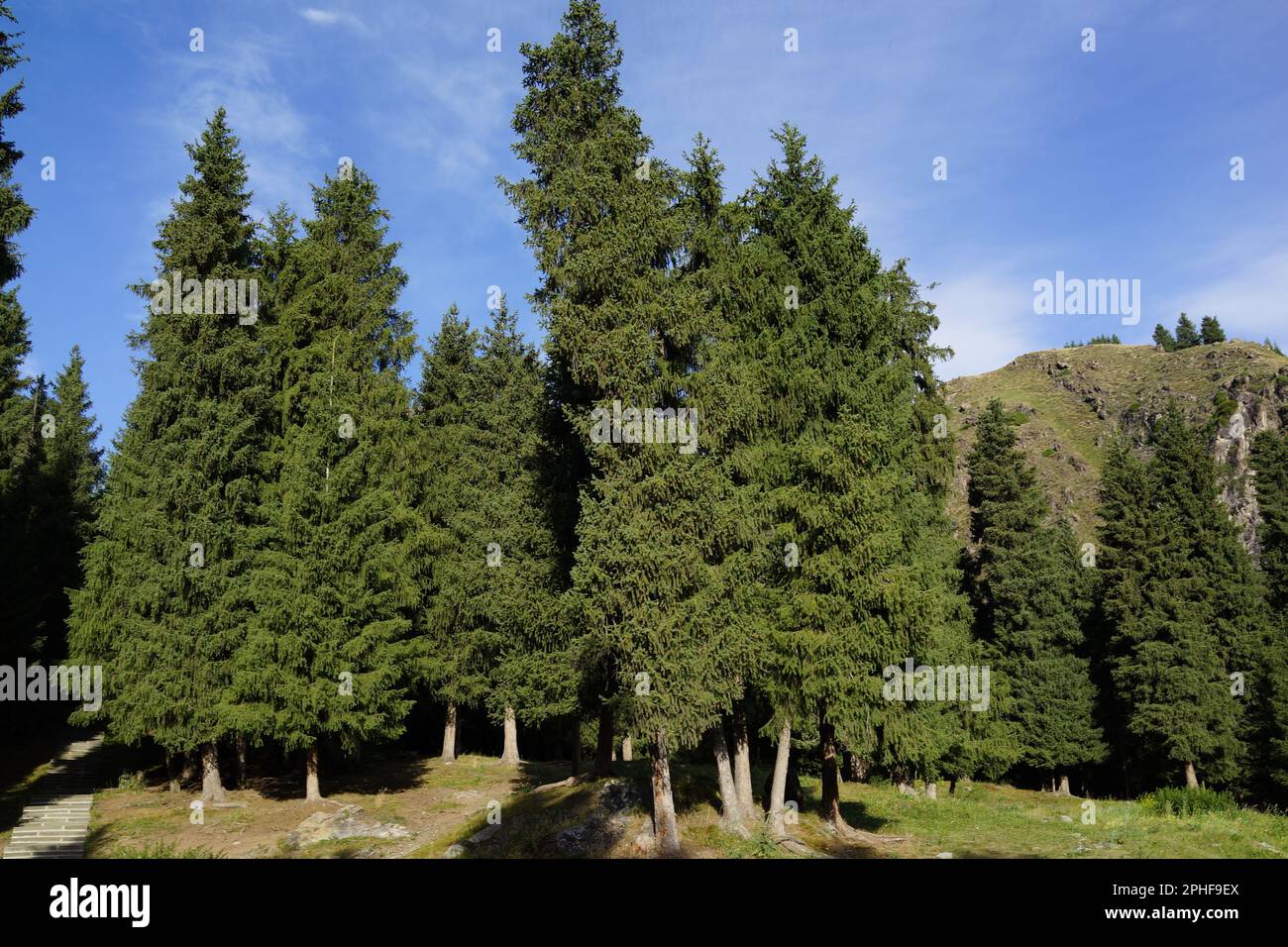 A tranquil and picturesque view of a lush evergreen forest in the ...