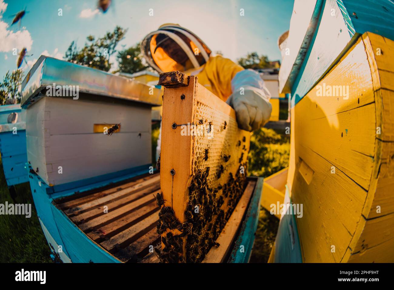 Beekeeper checking honey on the beehive frame in the field. Small ...