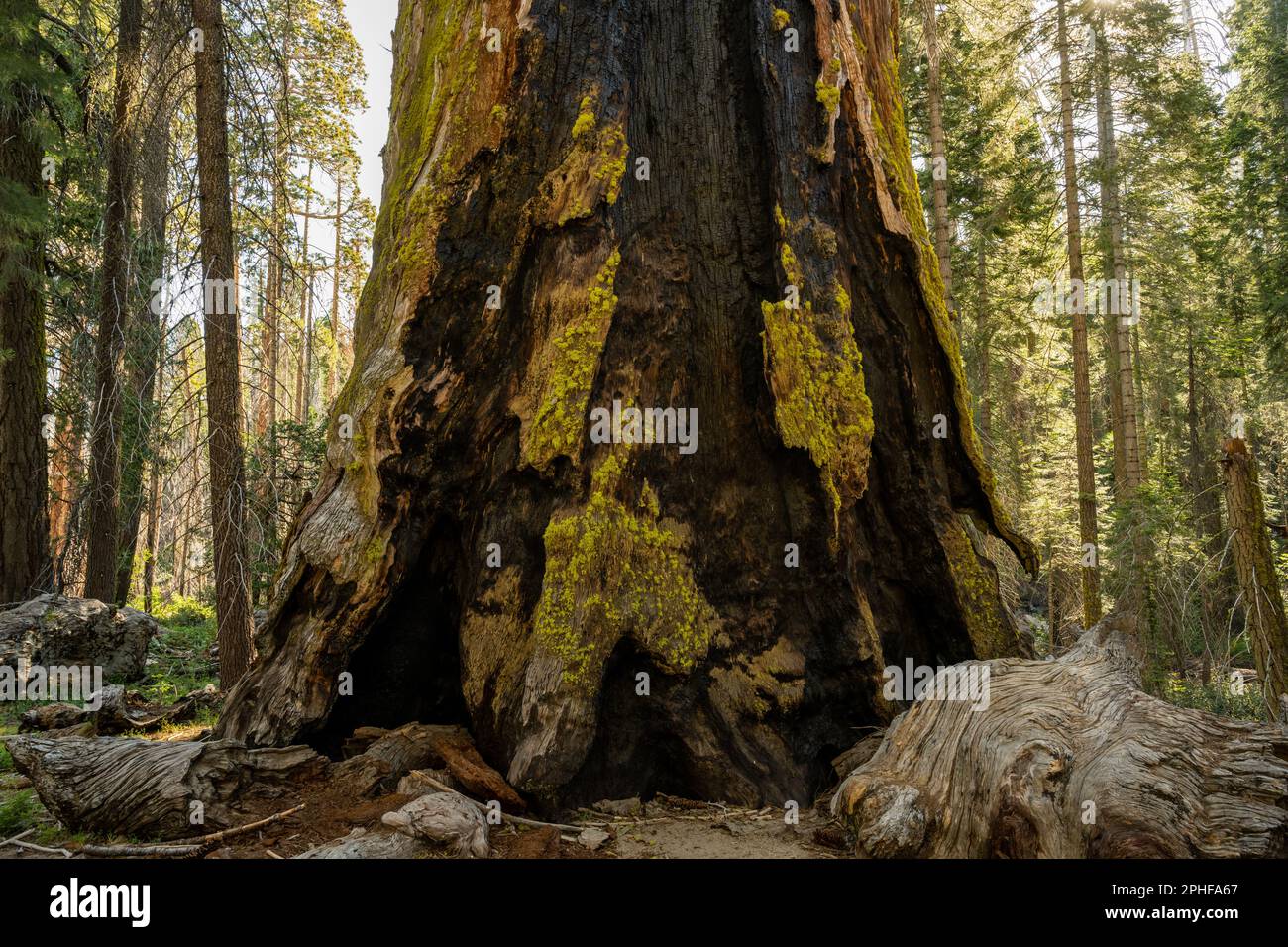 Large Fire Scar On The Base of Giant Sequoia in Sequoia National Park ...