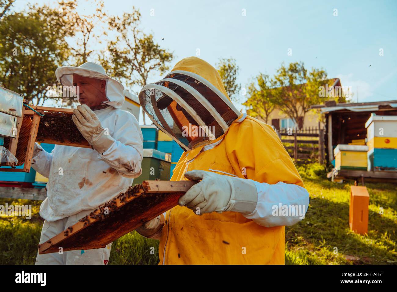 Beekeepers checking honey on the beehive frame in the field. Small ...