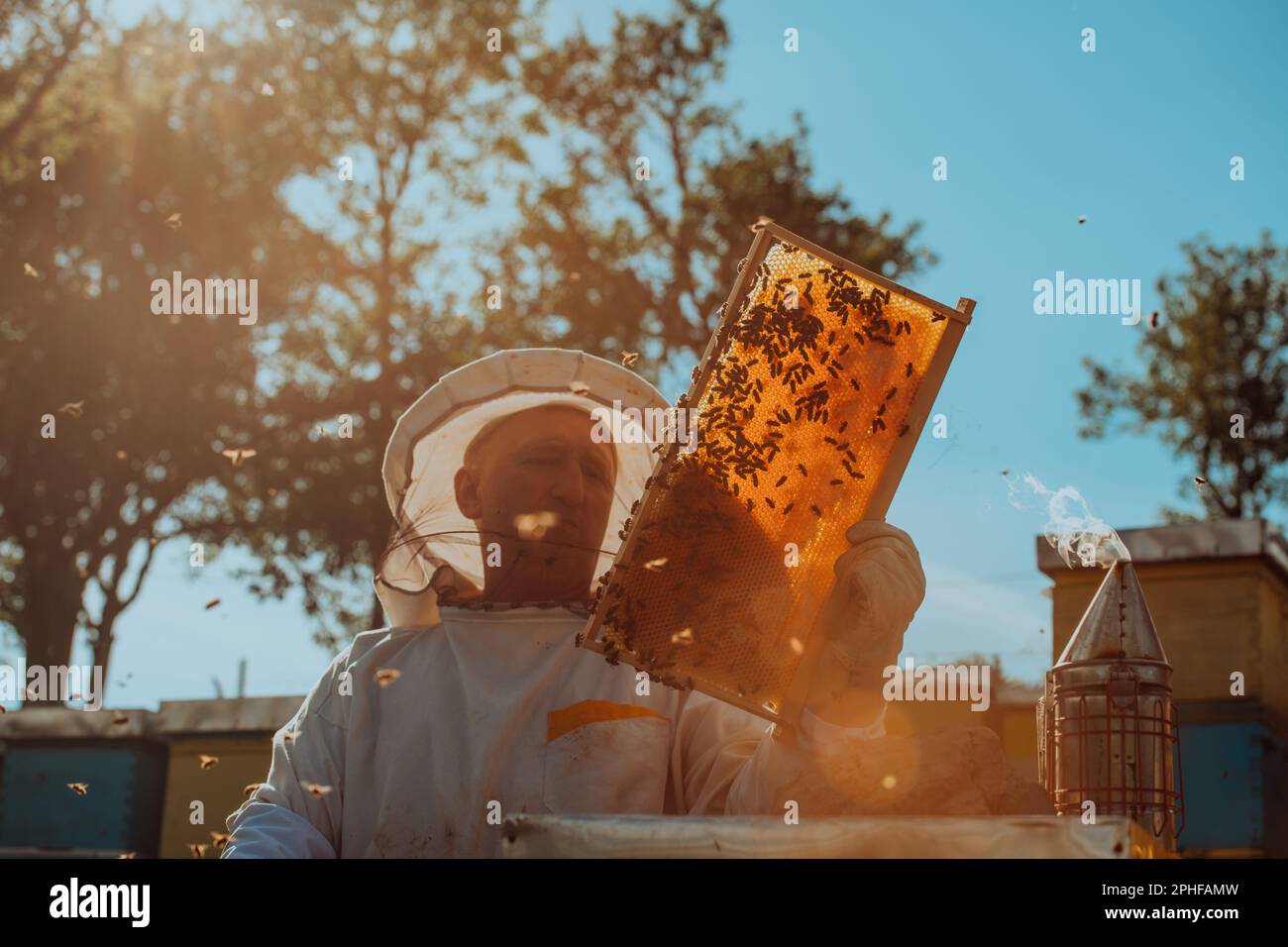 Beekeeper checking honey on the beehive frame in the field. Small ...