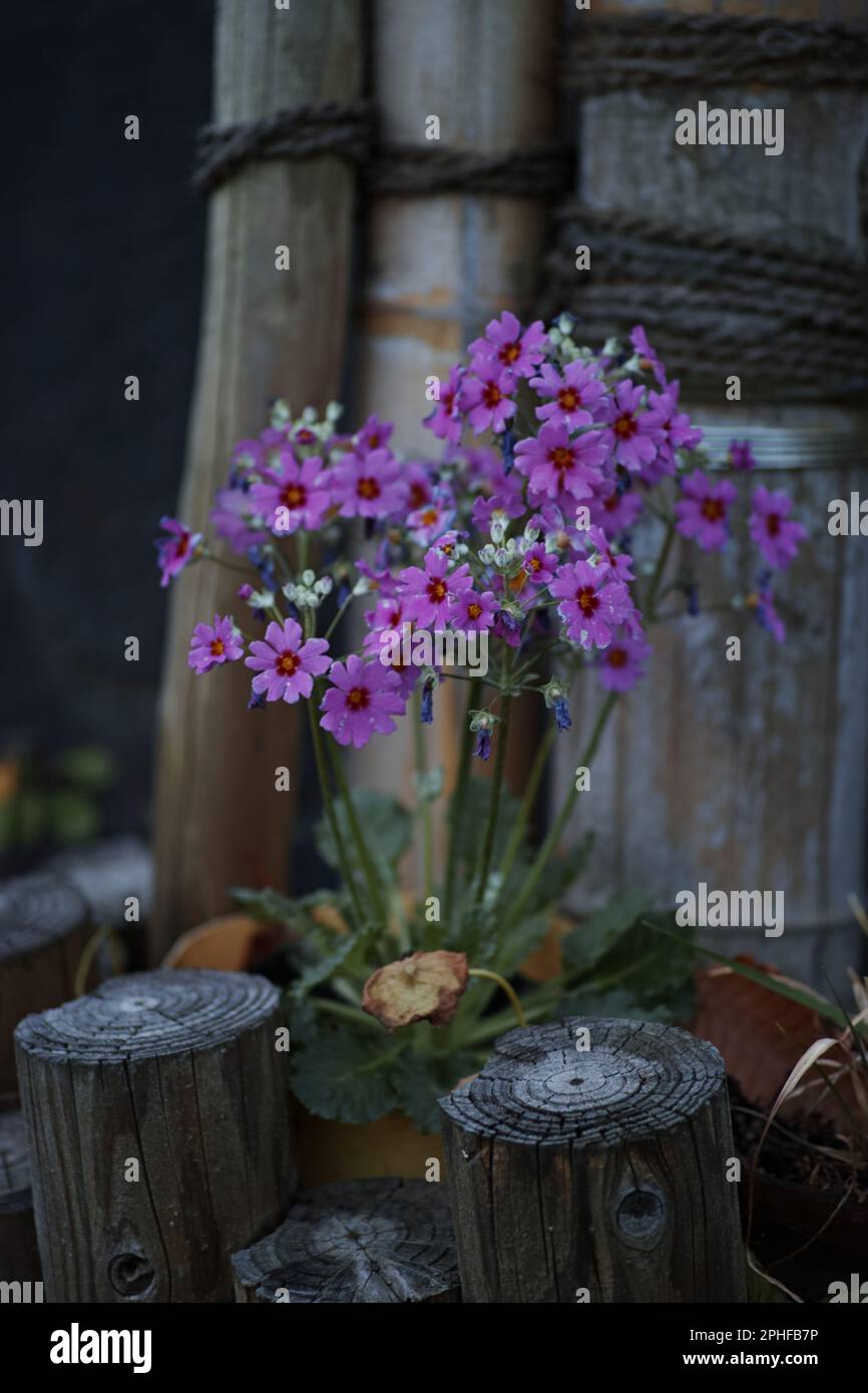 A vibrant display of nature's beauty, featuring a selection of blooming ...