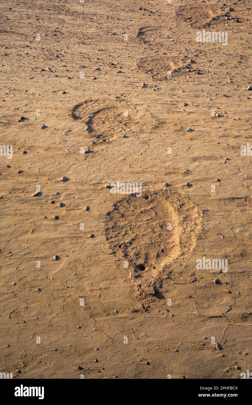 African elephant footprints hi-res stock photography and images - Alamy
