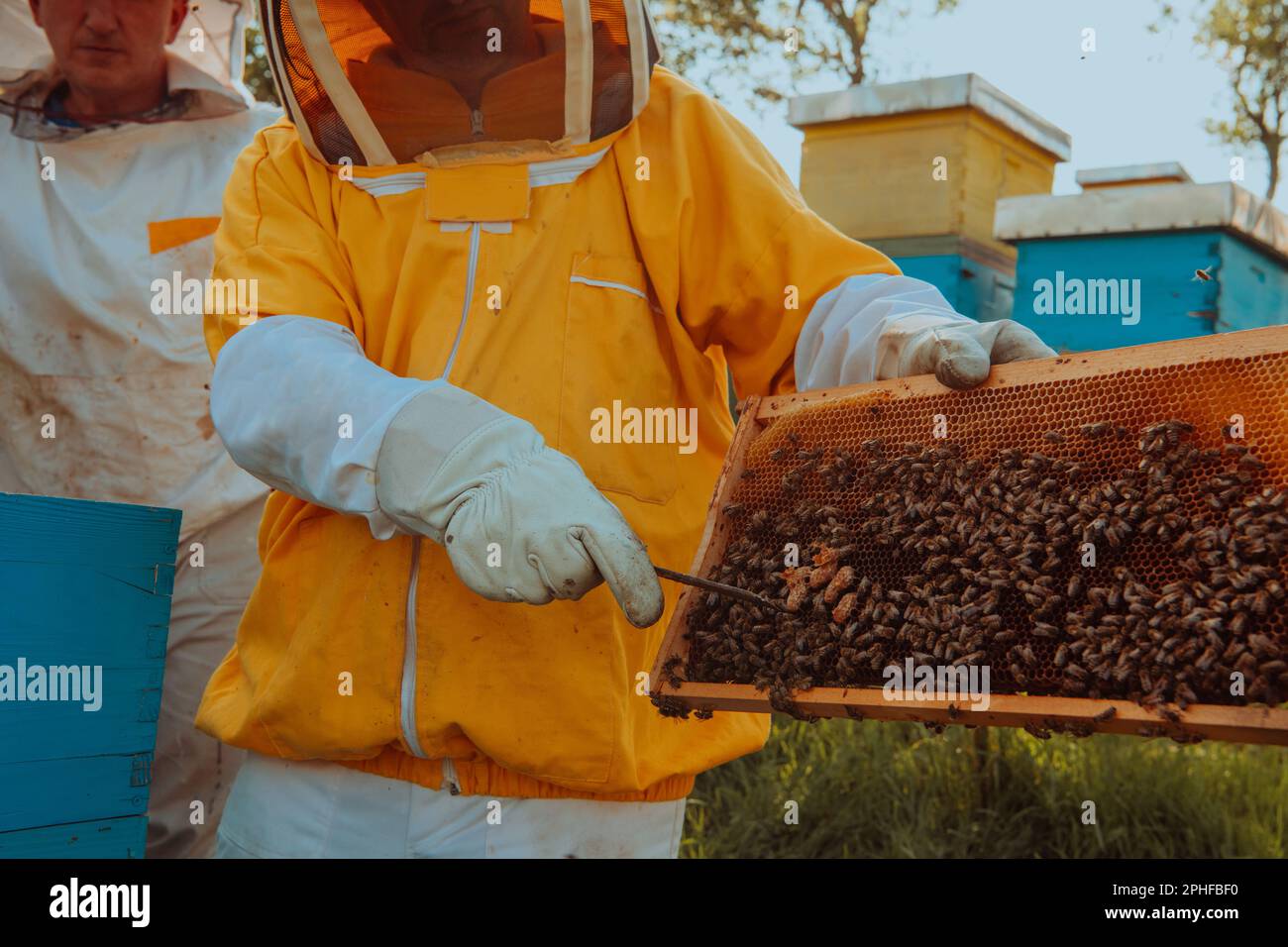 Beekeepers checking honey on the beehive frame in the field. Small ...