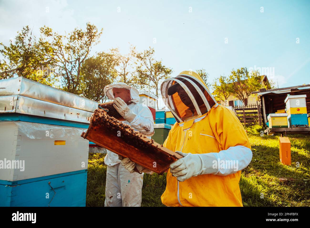 Beekeepers checking honey on the beehive frame in the field. Small ...