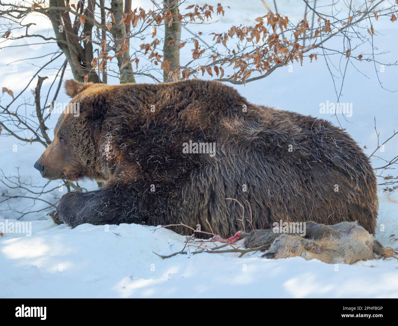 Eurasian brown bear or common brown bear (Ursus arctos arctos) during ...