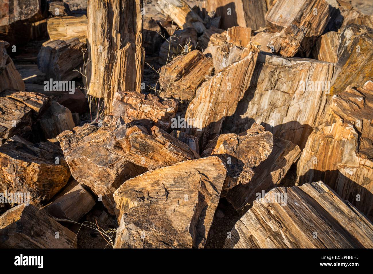 Petrified tree pieces together on one spot. Damaraland, Namibia, Africa ...