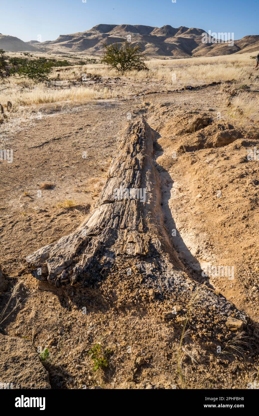 Petrified tree pieces together on one spot. Damaraland, Namibia, Africa ...