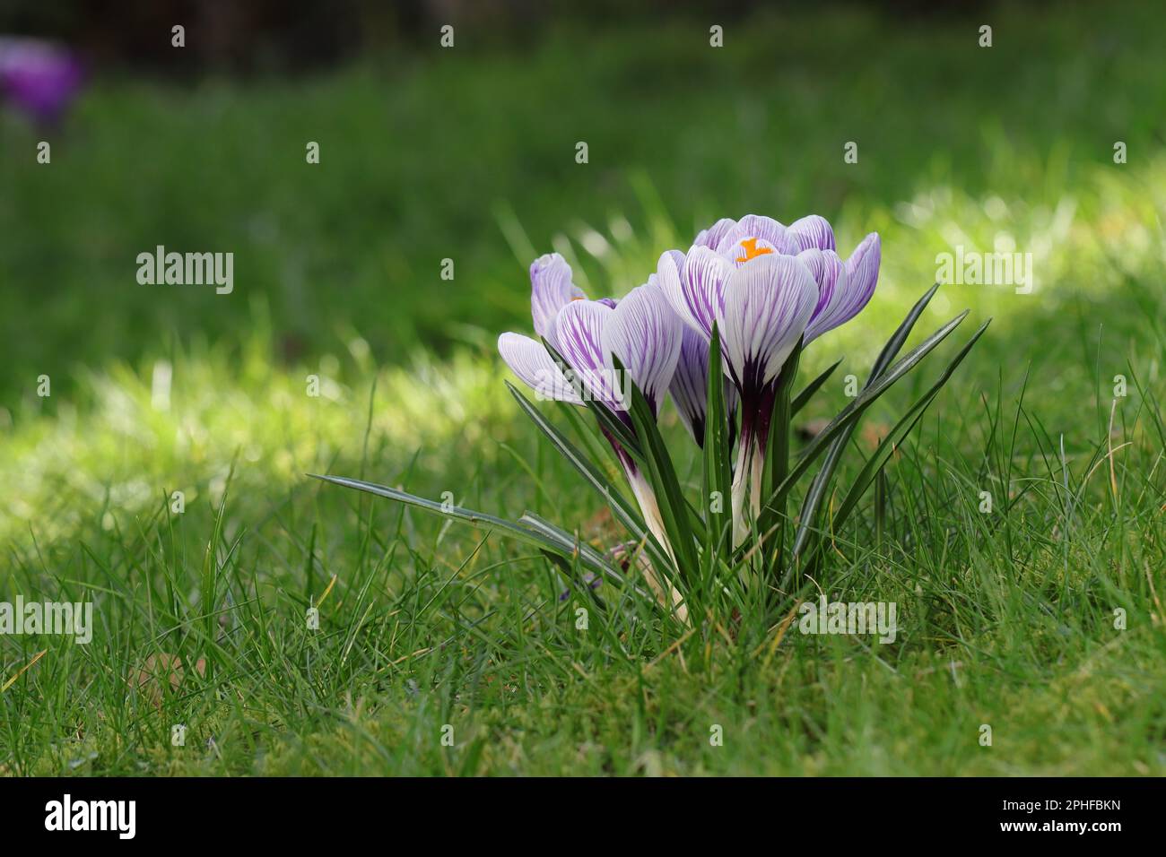 White striped crocuses hi-res stock photography and images - Alamy