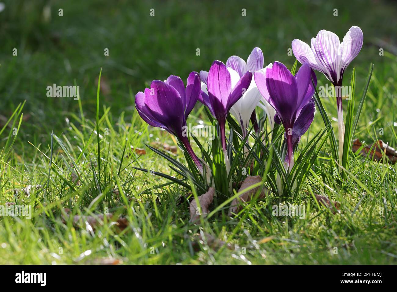 Several spring bloomers hi-res stock photography and images - Alamy