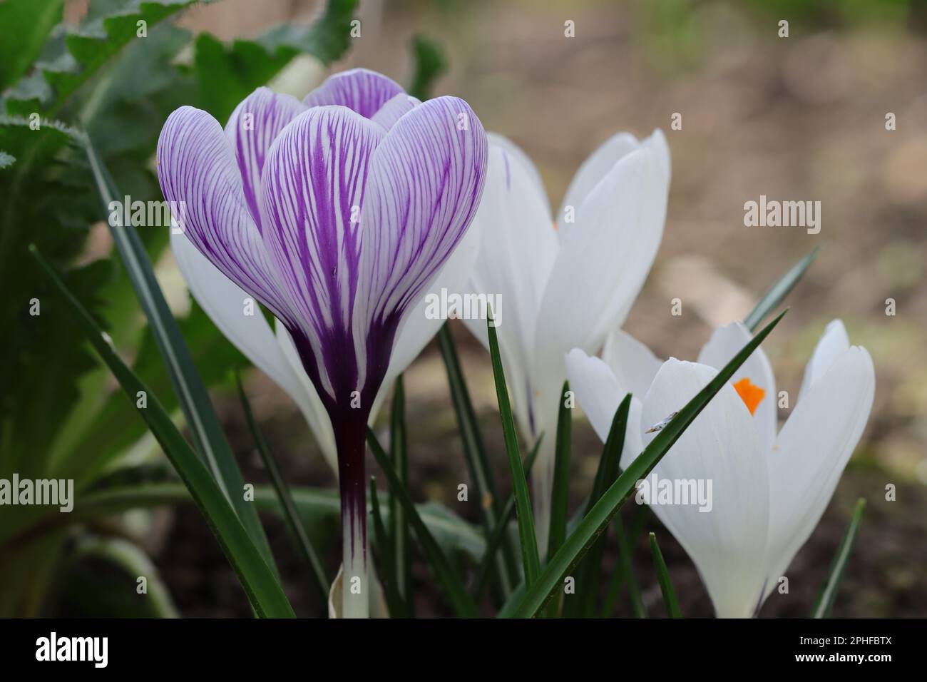 Early bloomer hi-res stock photography and images - Alamy