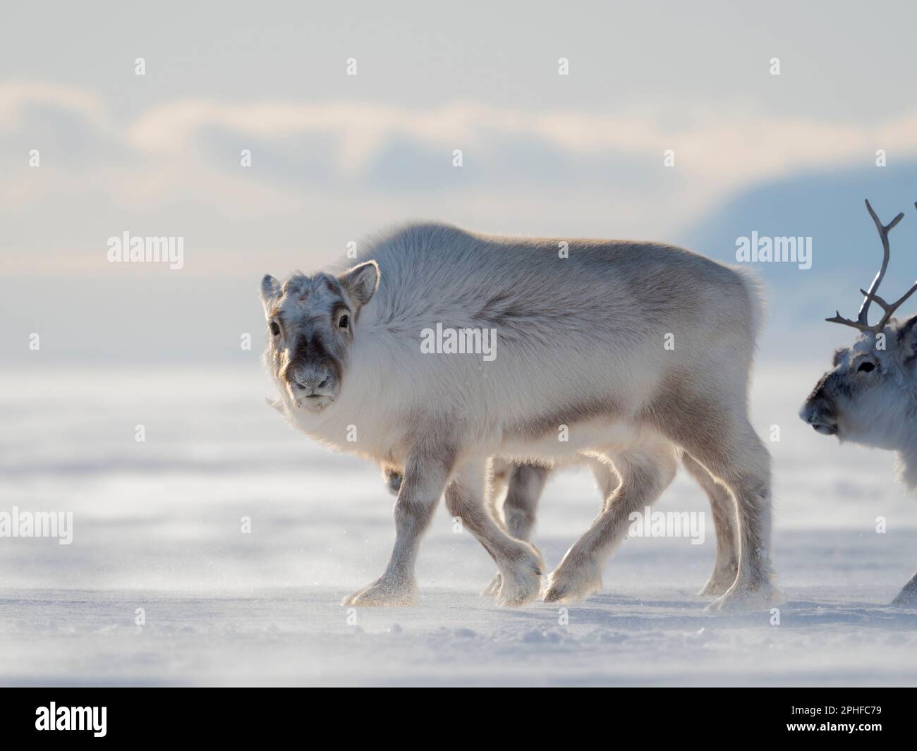 Male Svalbard Reindeer (Rangifer tarandus platyrhynchus) in Van ...