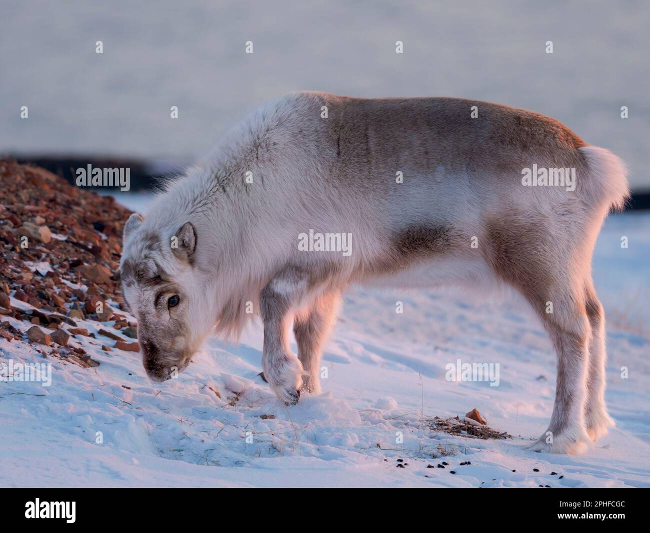 Male Svalbard Reindeer (Rangifer tarandus platyrhynchus) in ...
