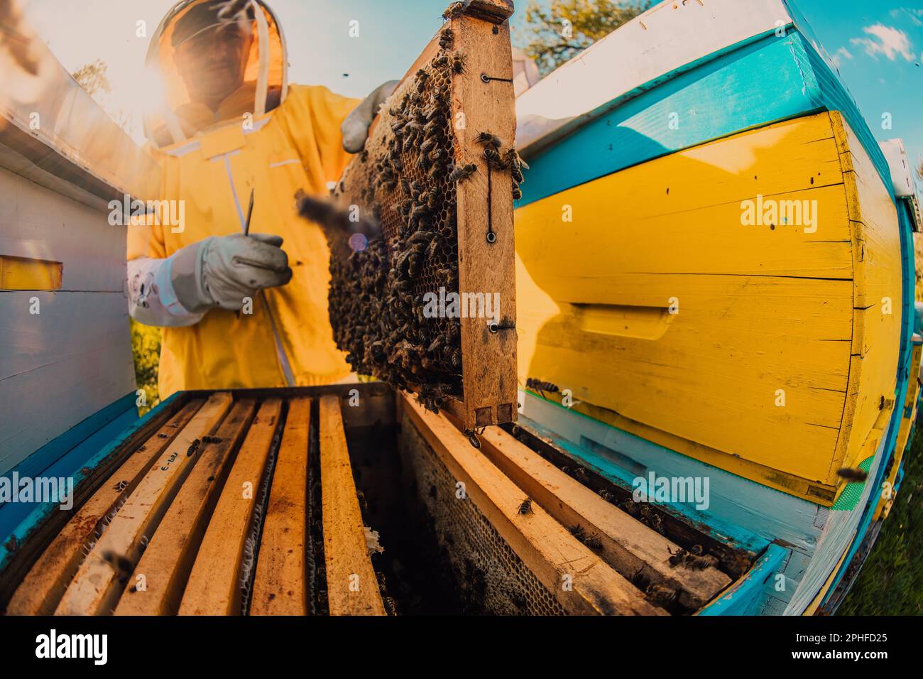 Beekeeper checking honey on the beehive frame in the field. Small ...