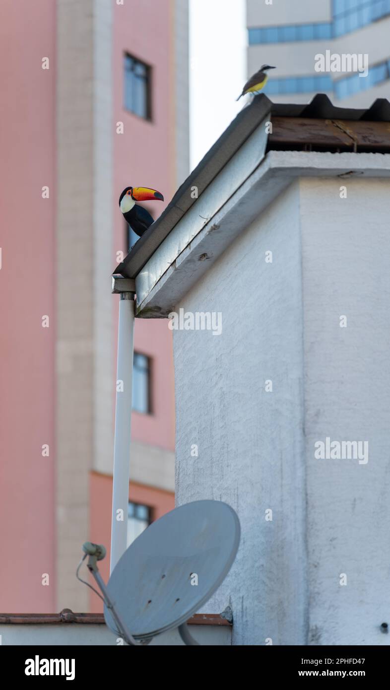Rooftop behavior hi-res stock photography and images - Alamy