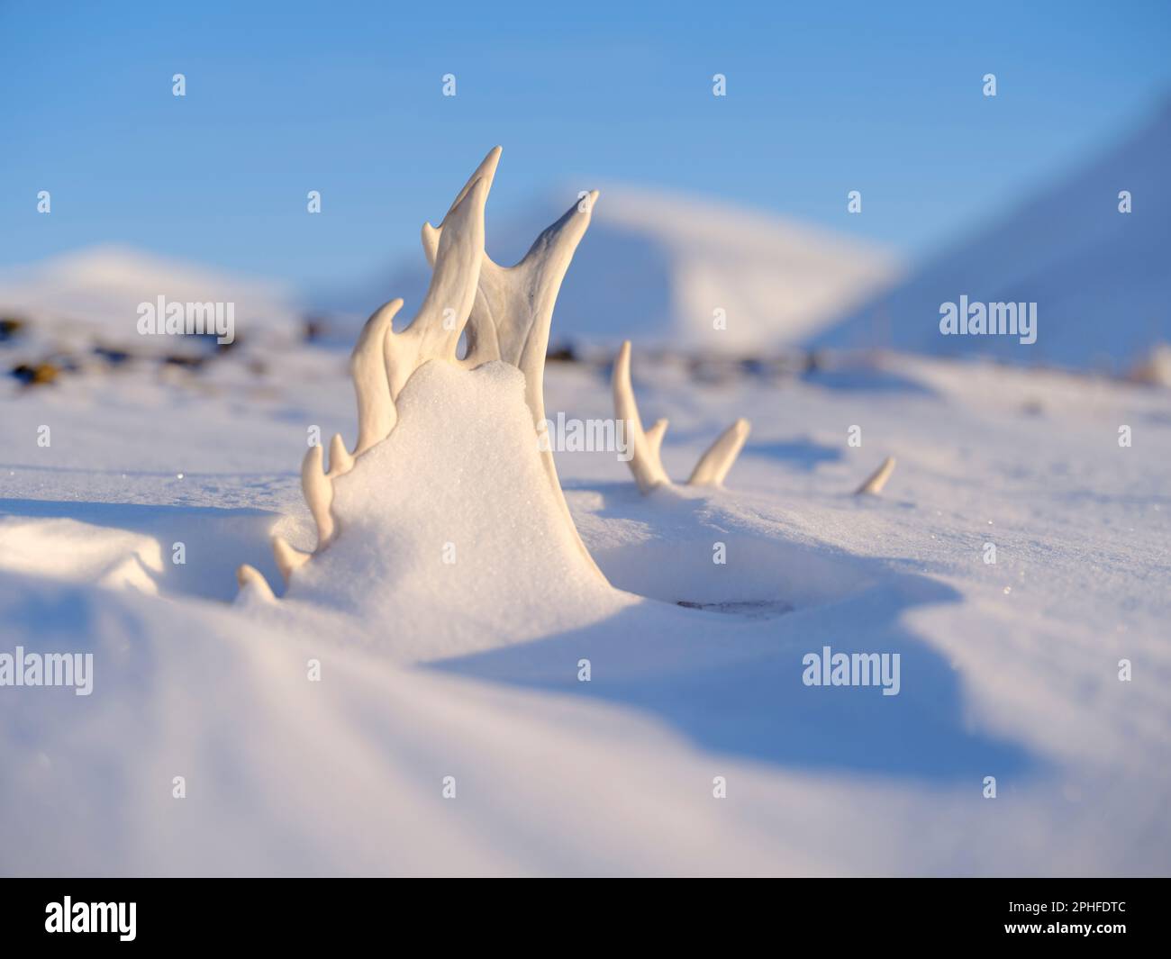 Antlers in snow. Svalbard Reindeer (Rangifer tarandus platyrhynchus) in ...