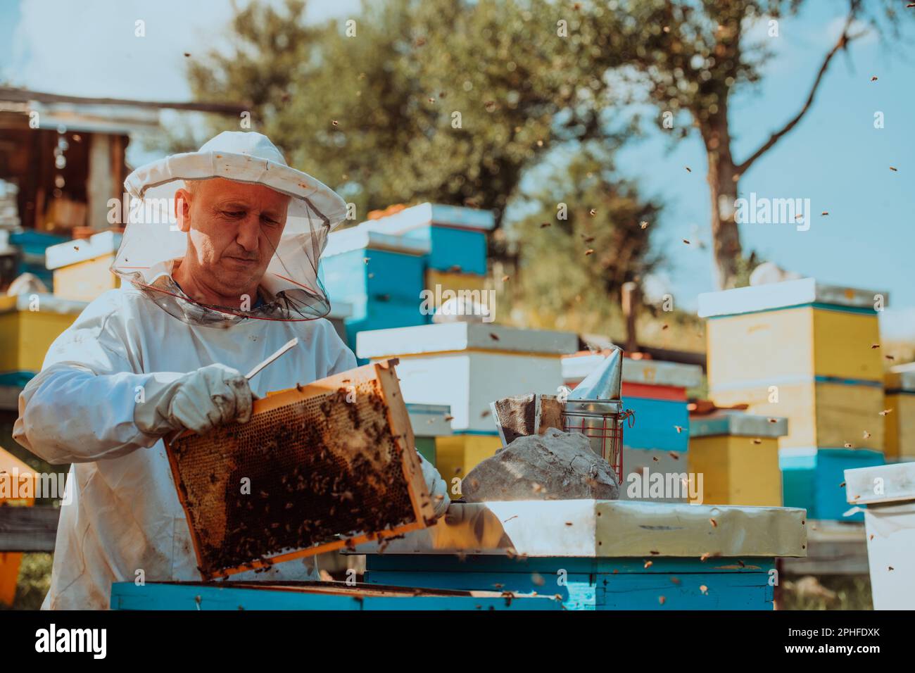 Beekeeper checking honey on the beehive frame in the field. Small ...