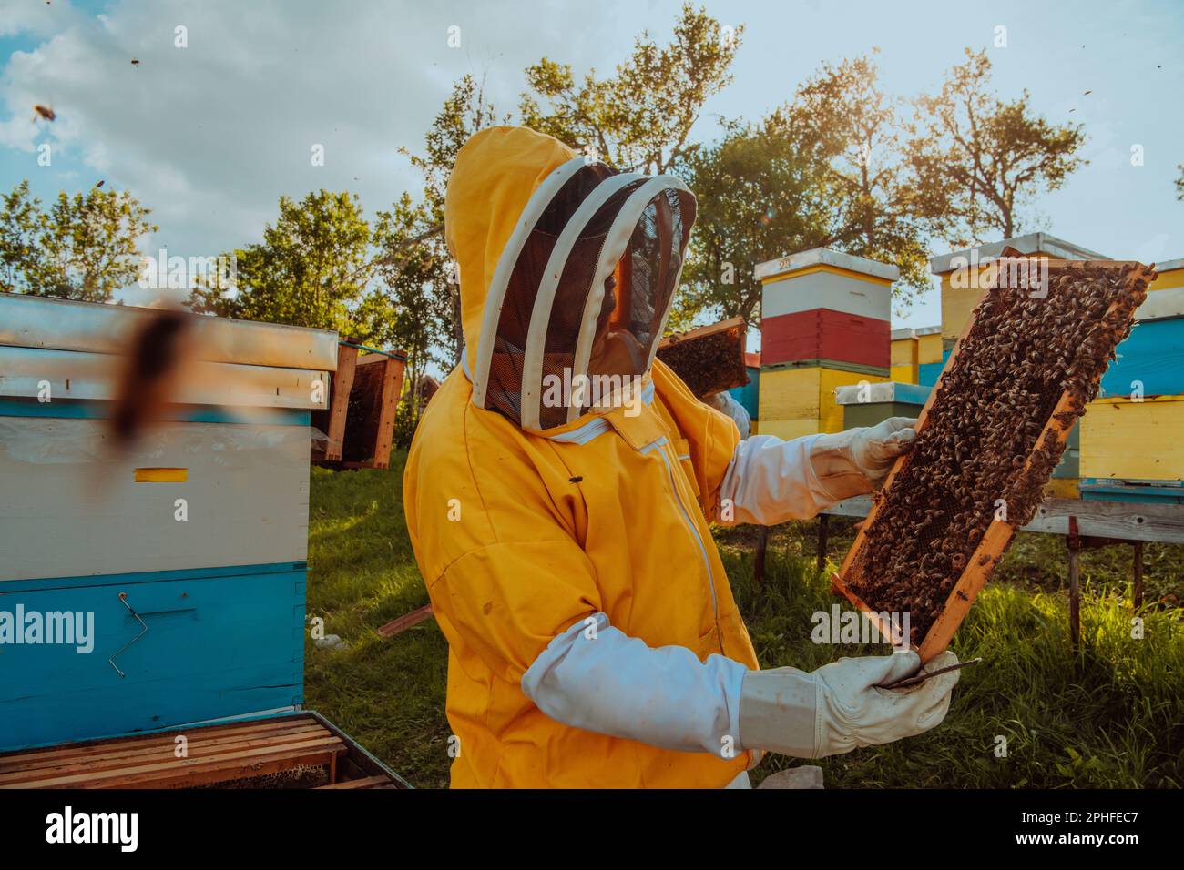 Beekeeper checking honey on the beehive frame in the field. Small ...