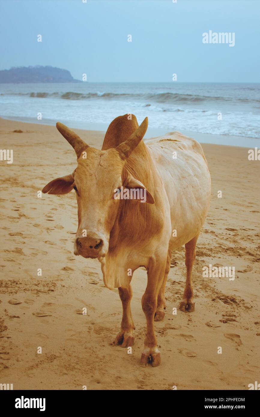 Sacred ox hi-res stock photography and images - Alamy